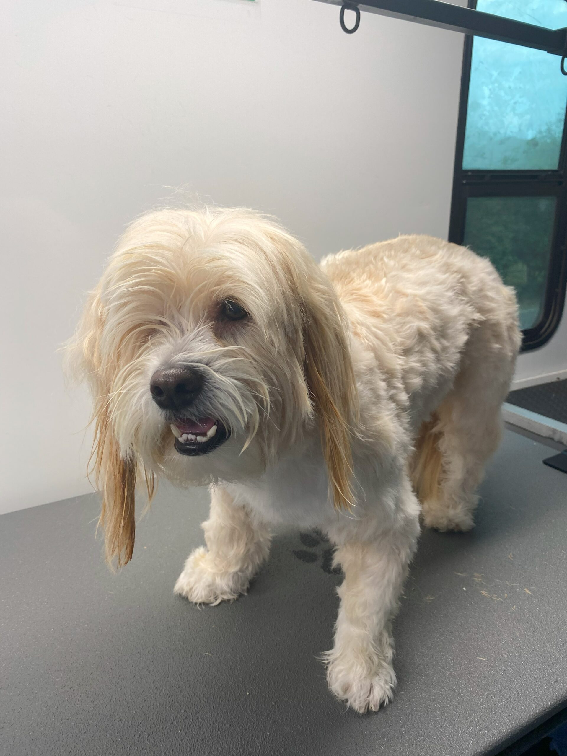 Rover Groomz – We bring the Groomz to you!